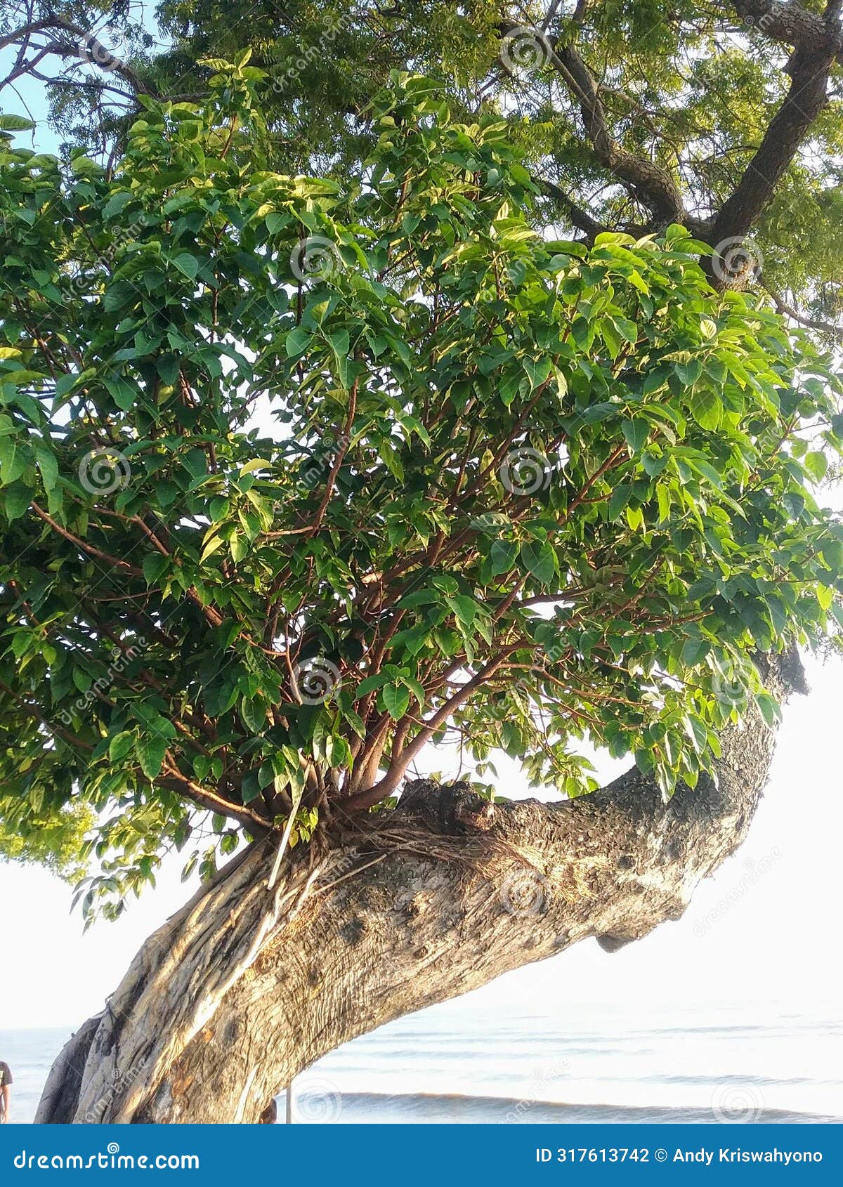 Neem Tree with a Large, Curved Trunk Supported by a Preh Tree. Stock ...