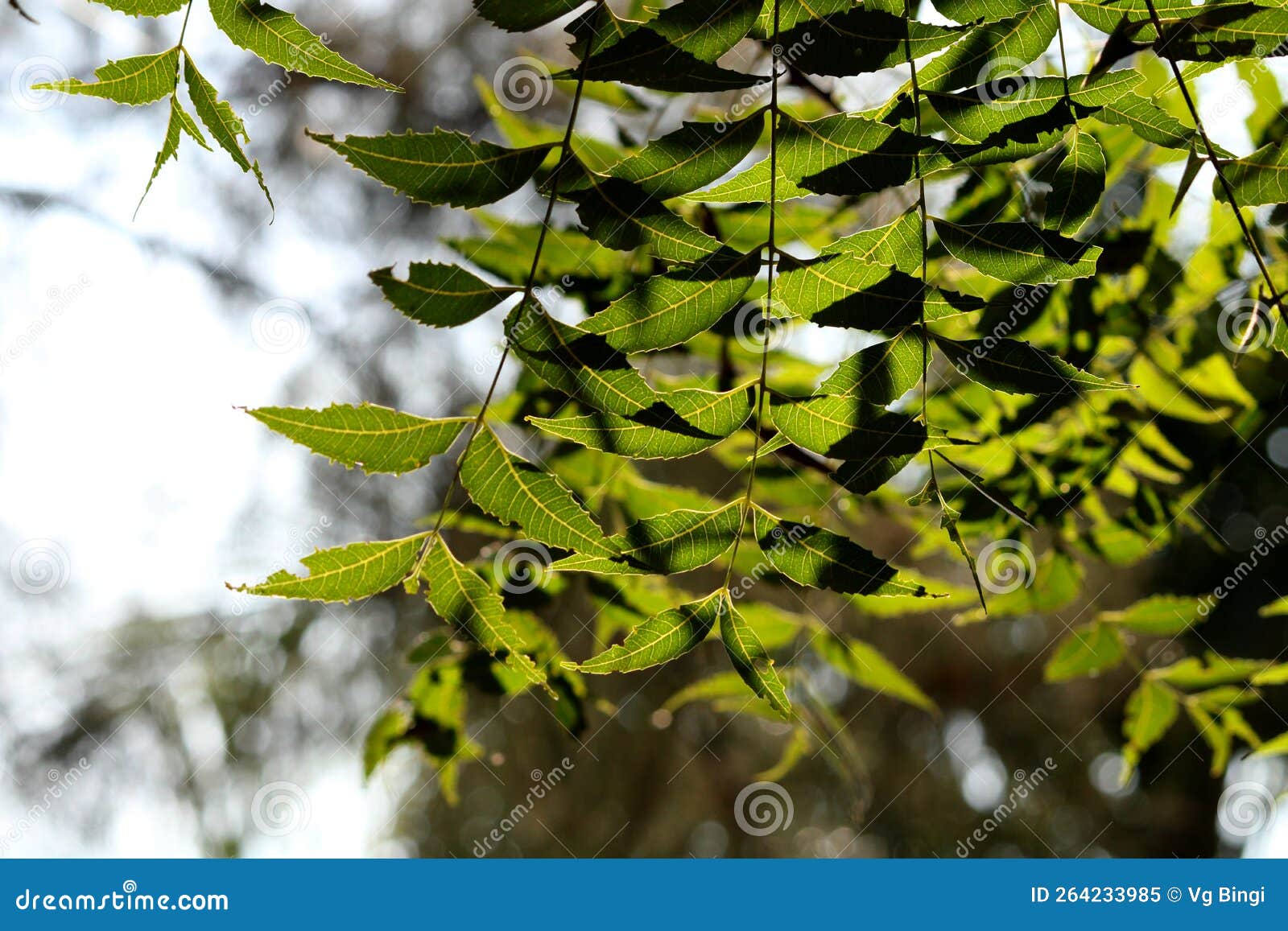 Neem Tree Leaf Branch stock image. Image of plant, lilac - 264233985