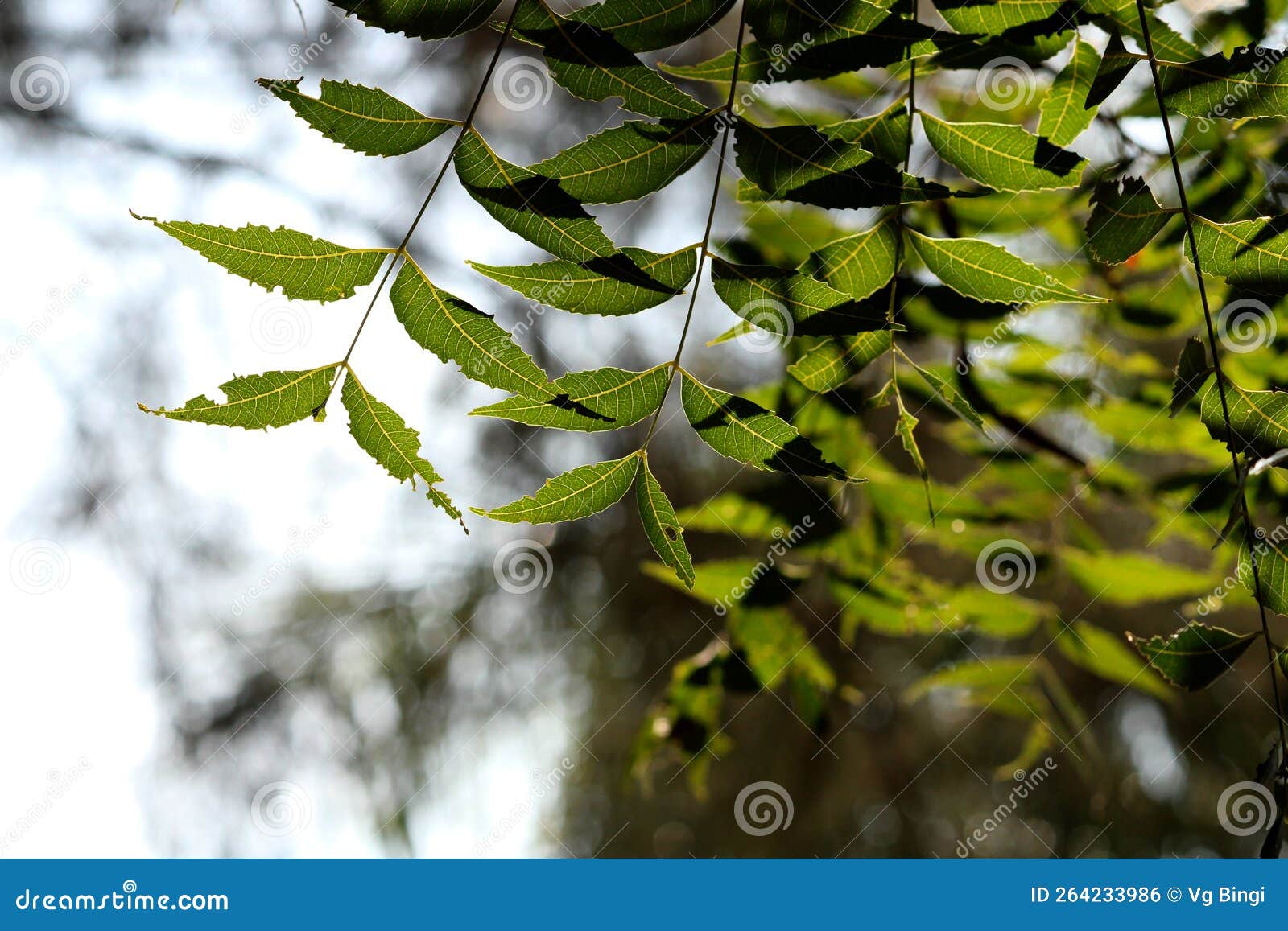 Neem Tree Leaf Branch stock photo. Image of botany, garden - 264233986