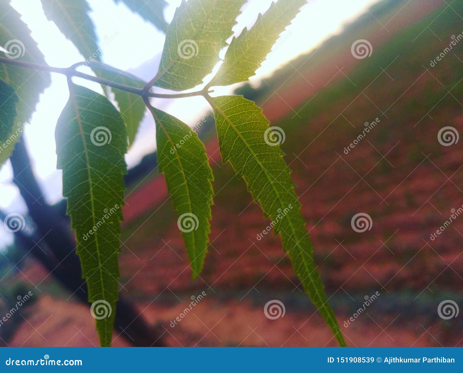 Neem tree leaf stock image. Image of love, neem, tree - 151908539