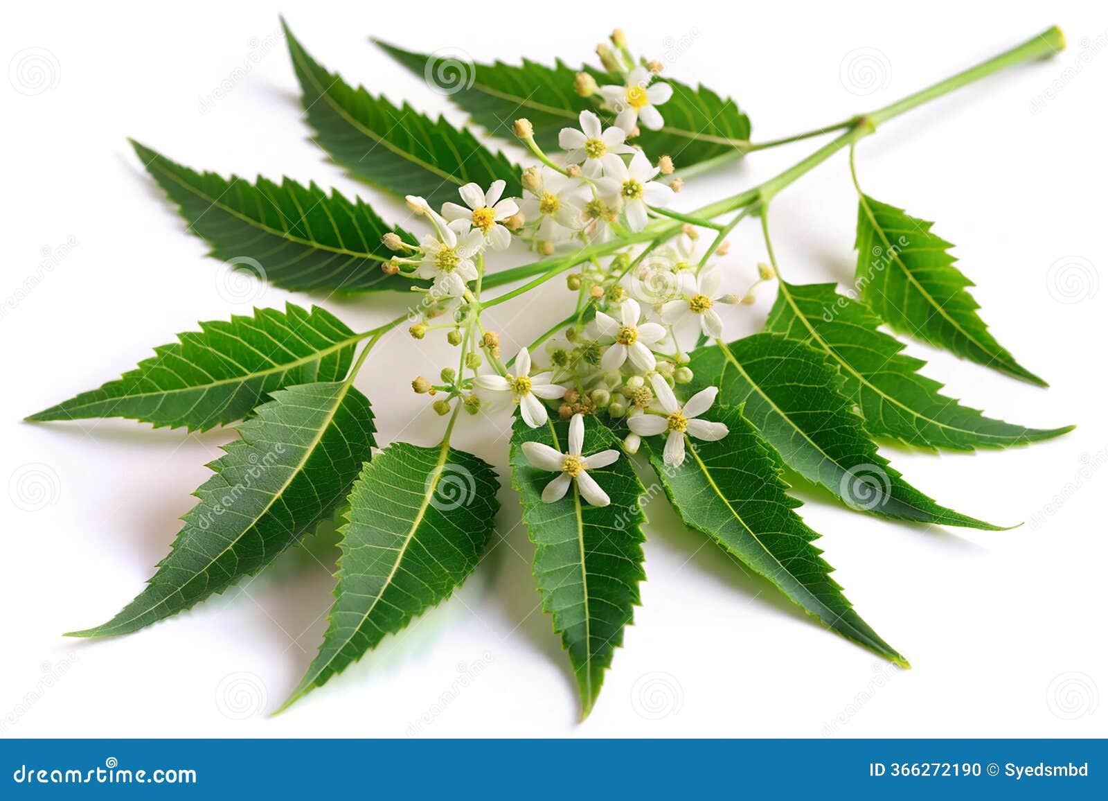 Neem Tree Berry Fruits And Green Leaves In Pile Vector Illustration ...