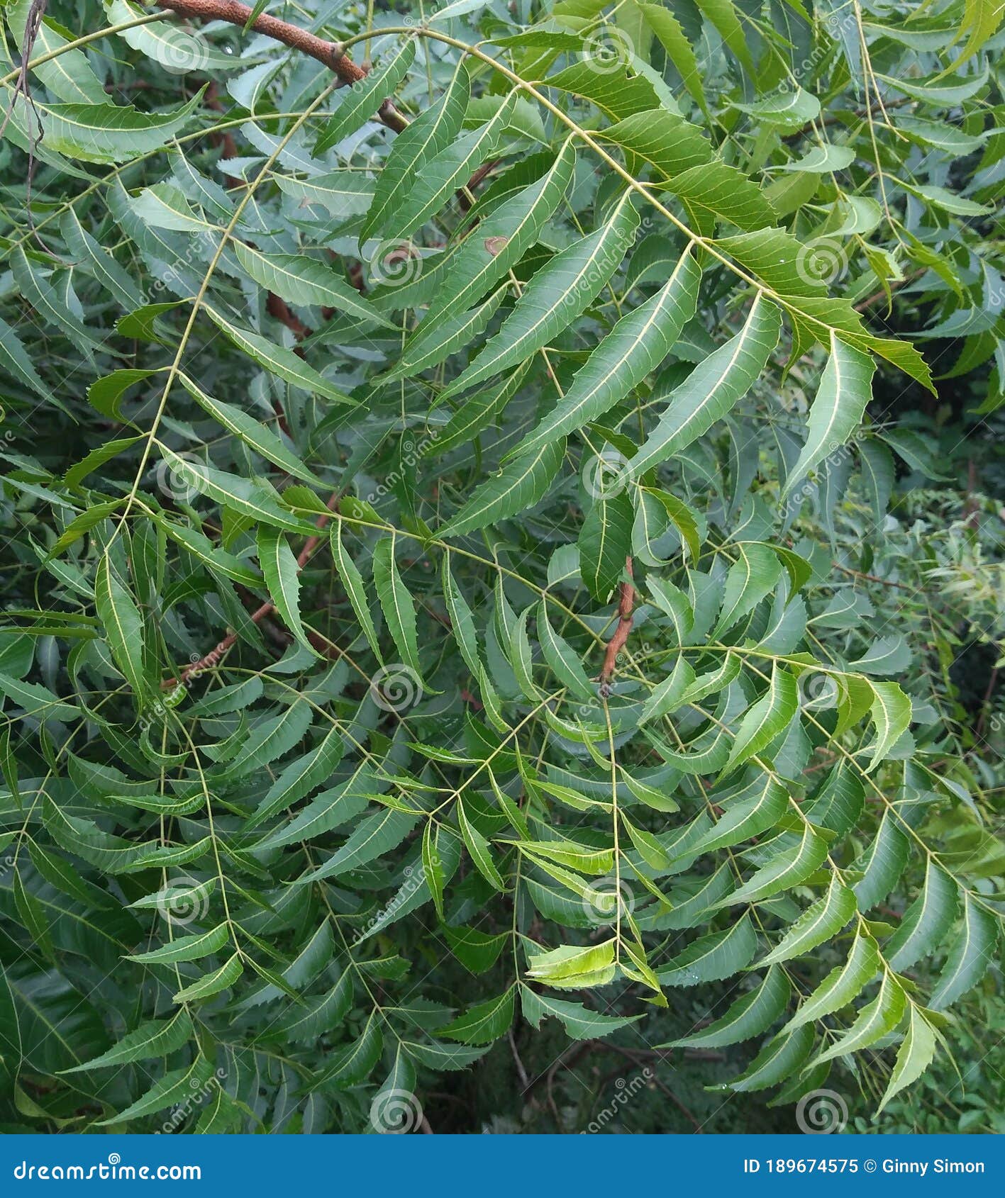Neem Tree Leaves in Green Color Stock Image - Image of leaves, color ...