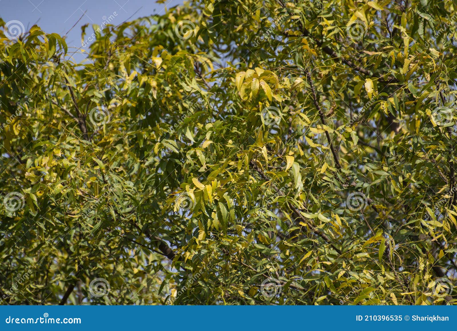 Neem Tree and Leaves in Green Yellow Color Stock Image - Image of color ...