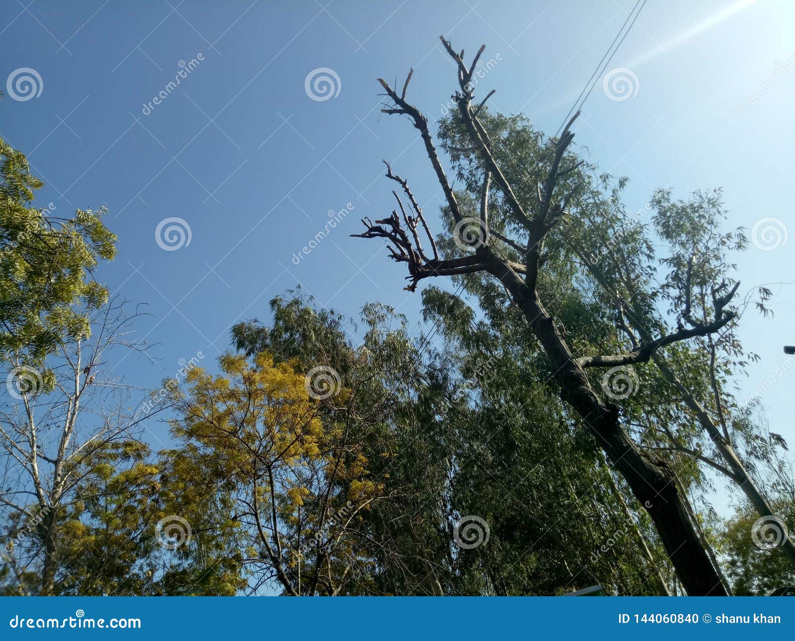 Long neem tree in India. stock photo. Image of green - 144060840