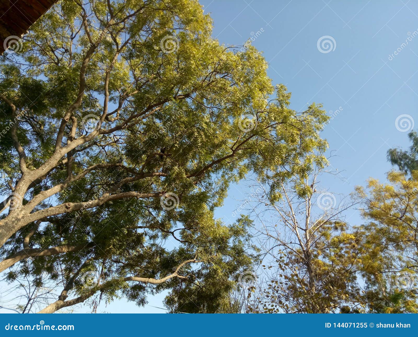 Long neem tree in India. stock image. Image of green - 144071255
