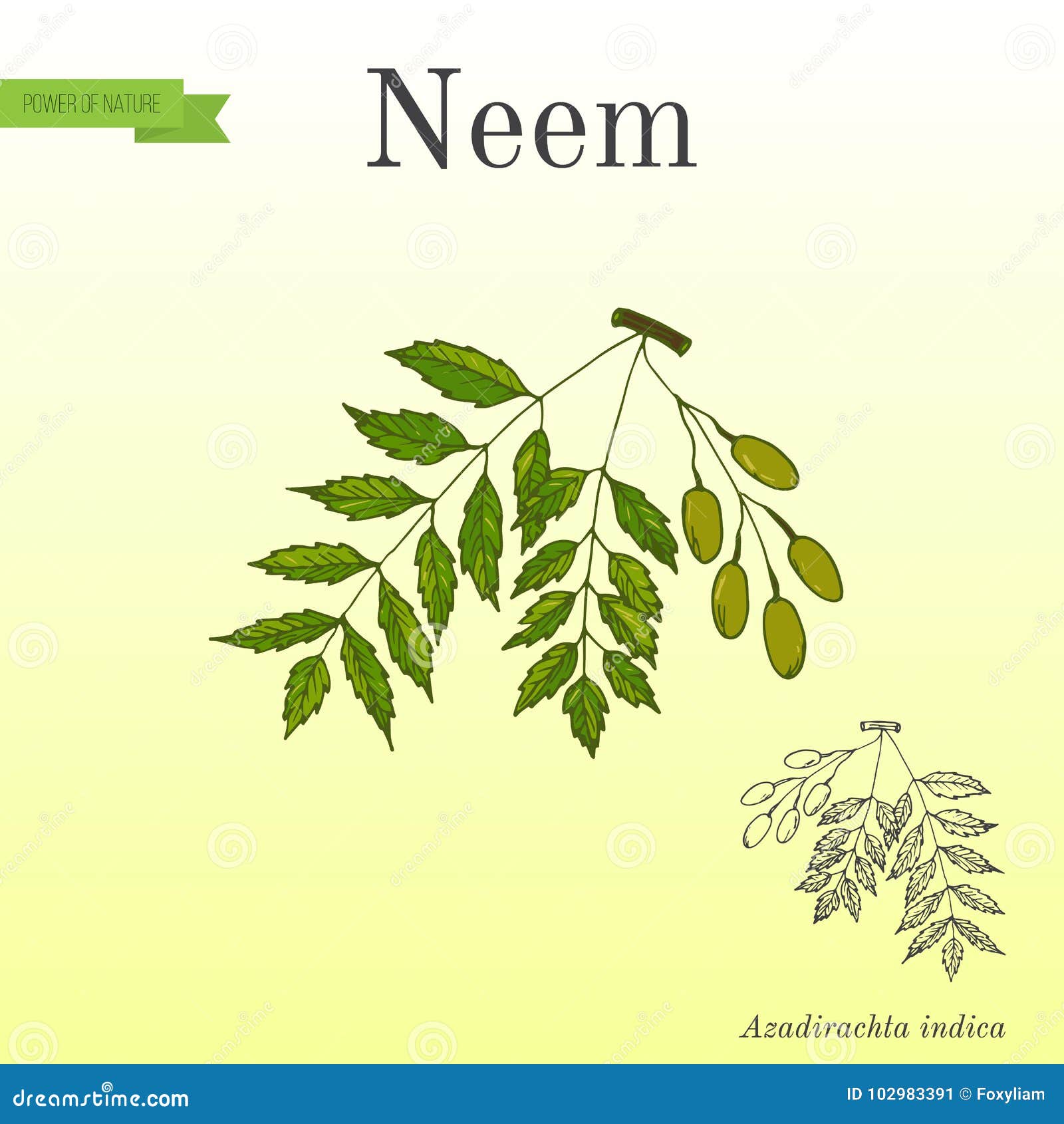 Neem tree, medicinal plant stock vector. Illustration of herbs - 102983391