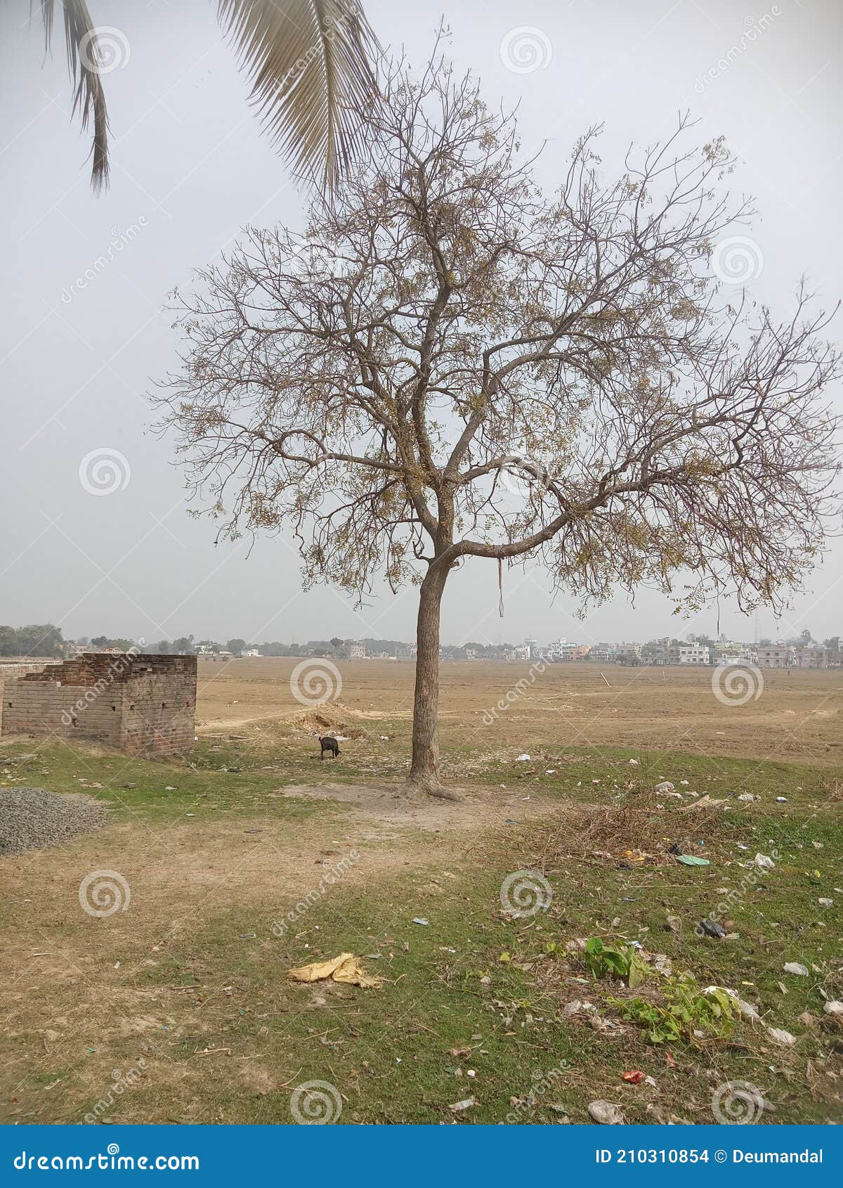 Neem Tree and Nature Views. Stock Photo - Image of views, beautiful ...