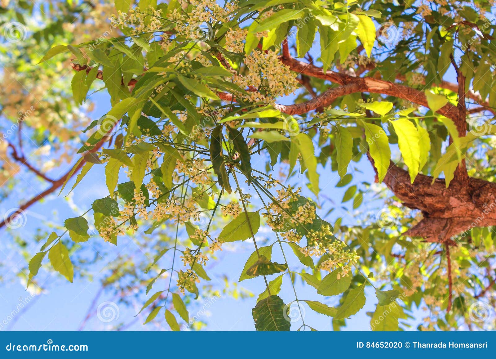Neem tree, neem flower stock photo. Image of siamese - 84652020
