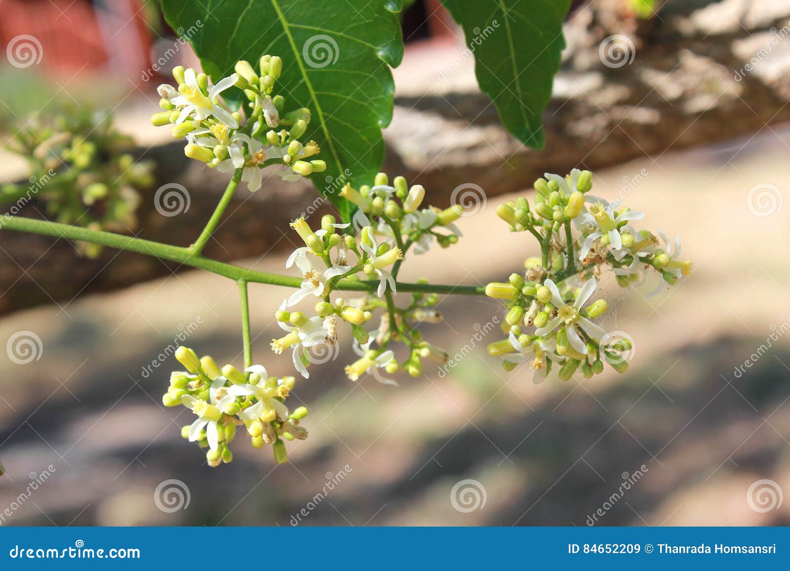 Neem tree, neem flower stock image. Image of herbs, nimbesterol - 84652209