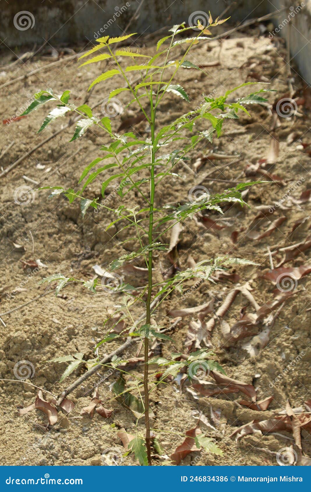 Neem Tree or Plant stock photo. Image of bright, beautiful - 246834386