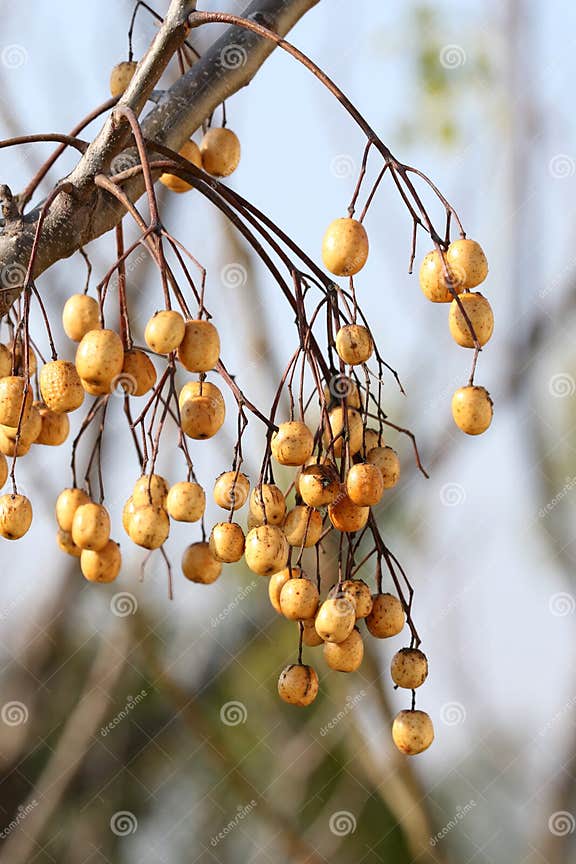 Neem tree seeds stock image. Image of plant, seeds, healthy - 67166309