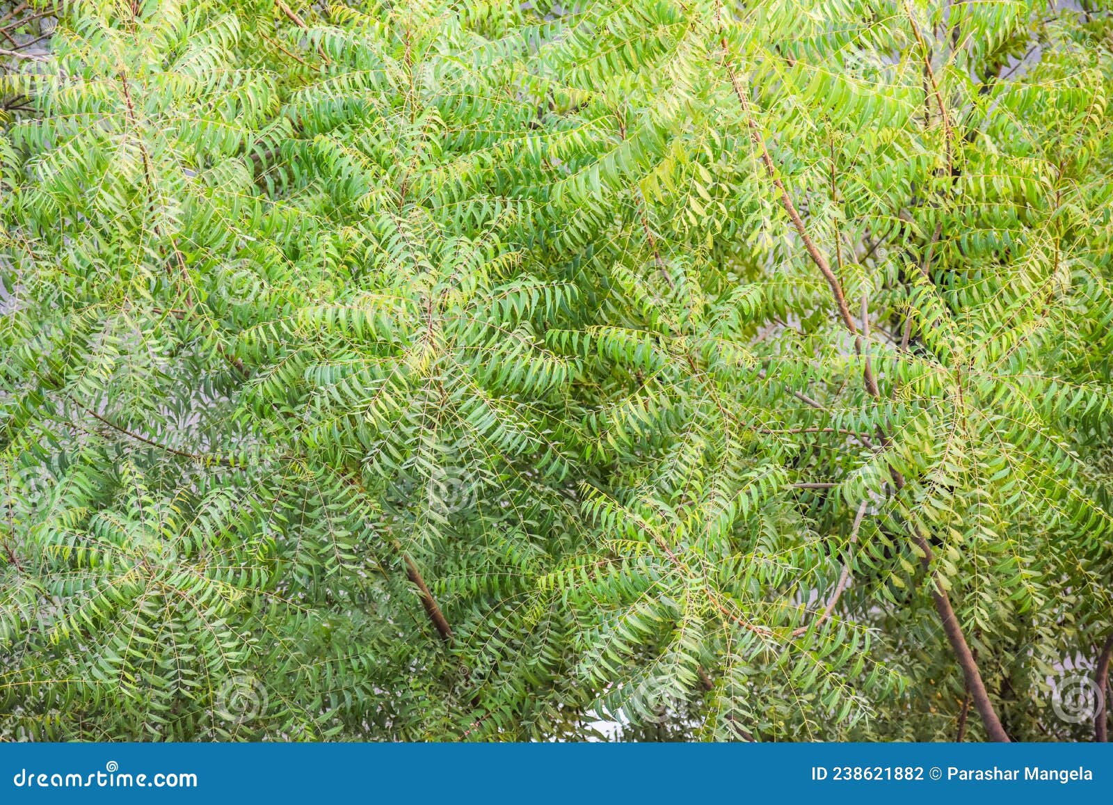 Neem Tree Top View Background. Azadirachta Indica Tree Leaf Stock Photo ...