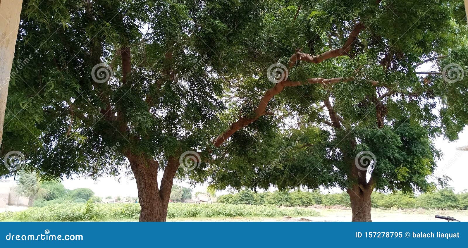 This is Neem Tree in Village. Stock Image - Image of earth, soil: 157278795