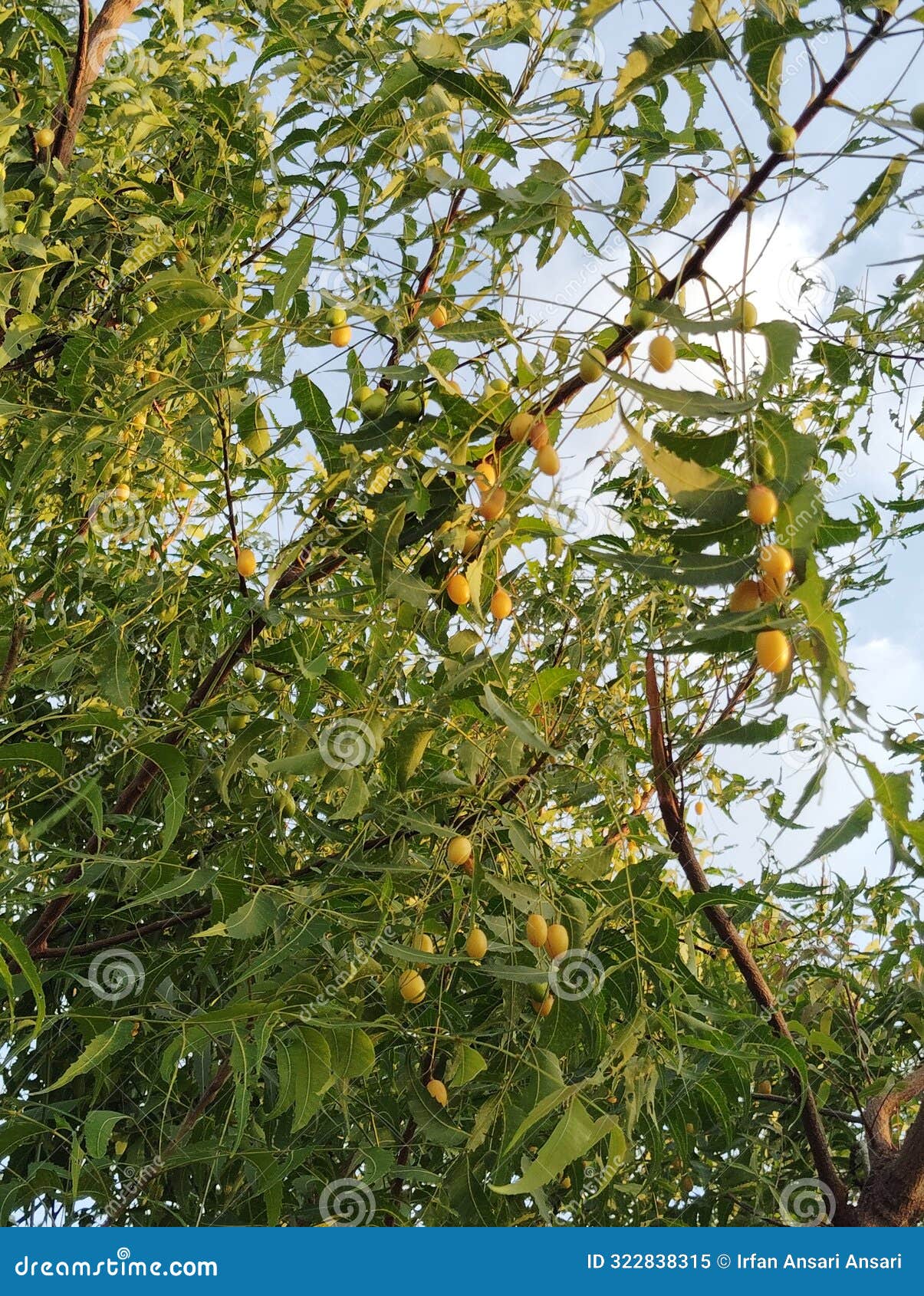 It is a Neem Tree Whose Leaves and Seeds Cure All Types of Diseases and ...