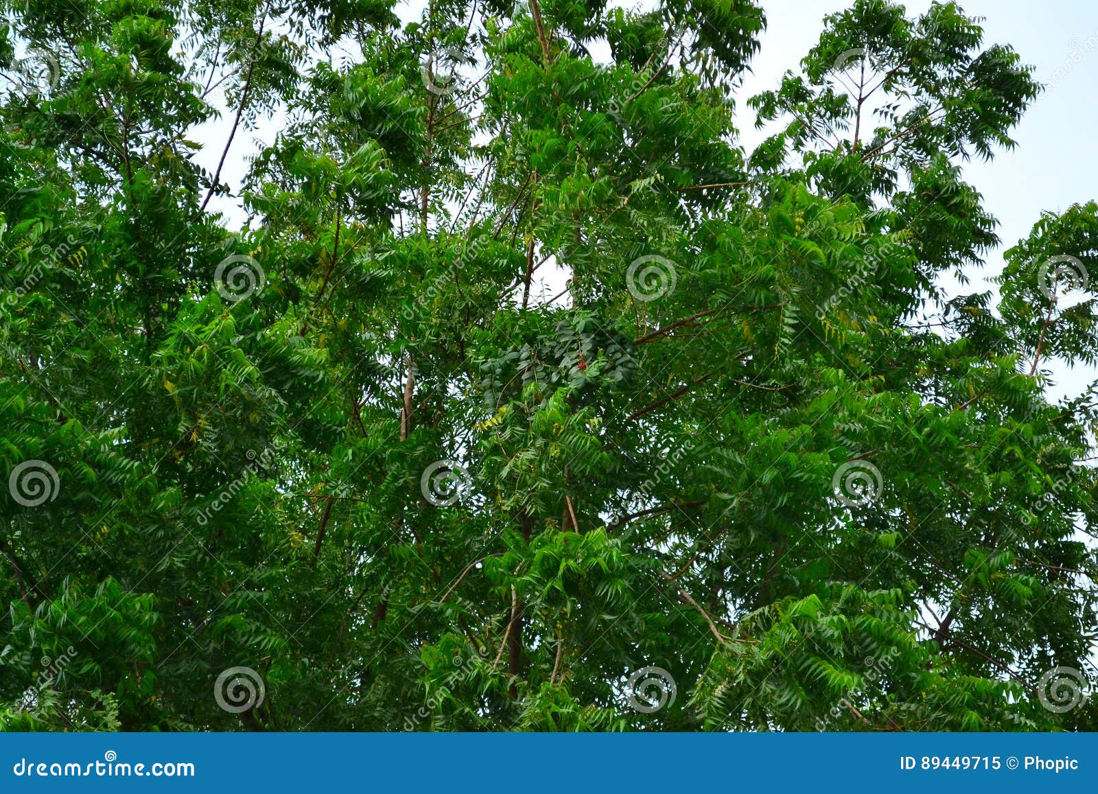 Neem Tree in the wind stock image. Image of sandstorm - 89449715