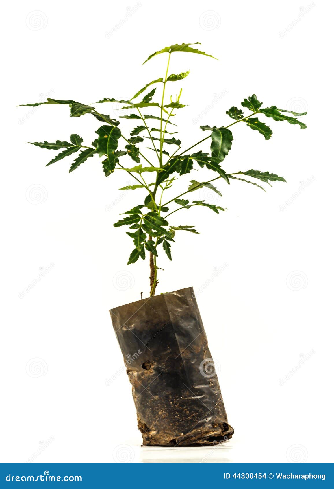 Neem trees stock photo. Image of growth, aristha, indica - 44300454