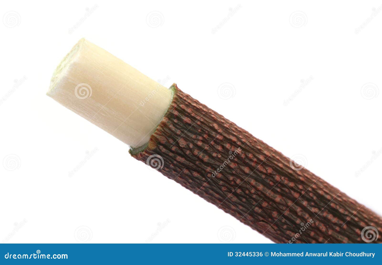 Neem Twig Use As Herbal Toothbrush Stock Photo - Image of citrus ...