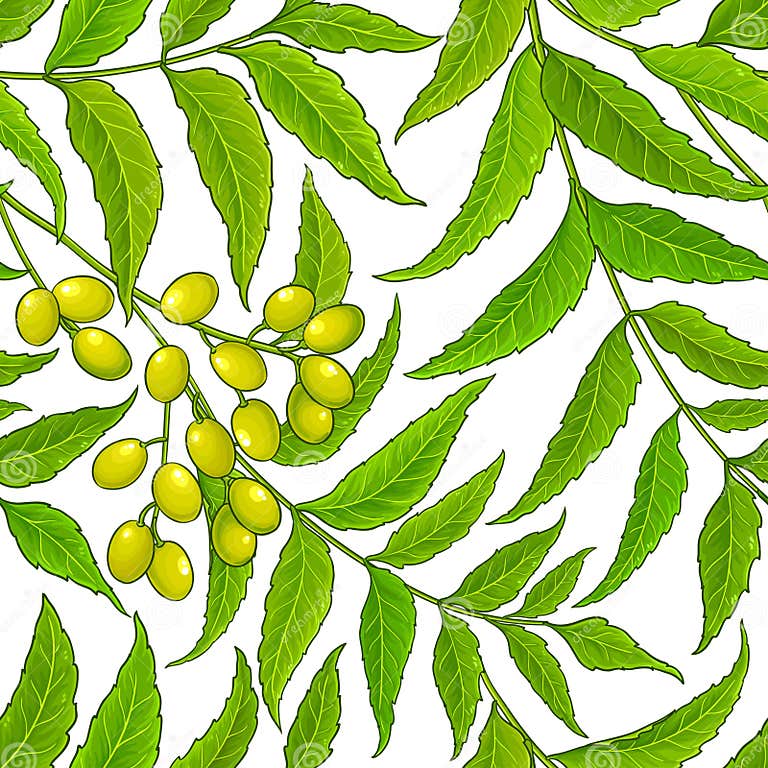 Neem vector pattern stock vector. Illustration of homeopathic - 157752476