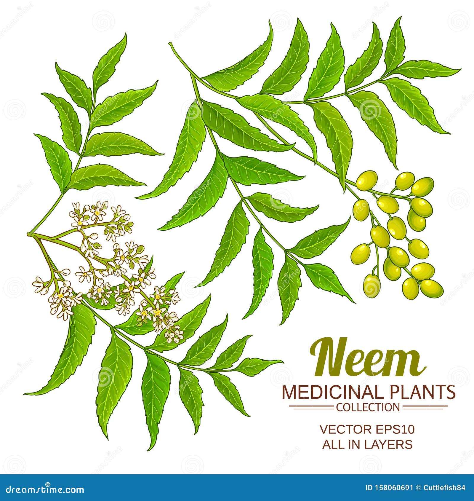 Neem Cartoons, Illustrations & Vector Stock Images - 2159 Pictures to ...