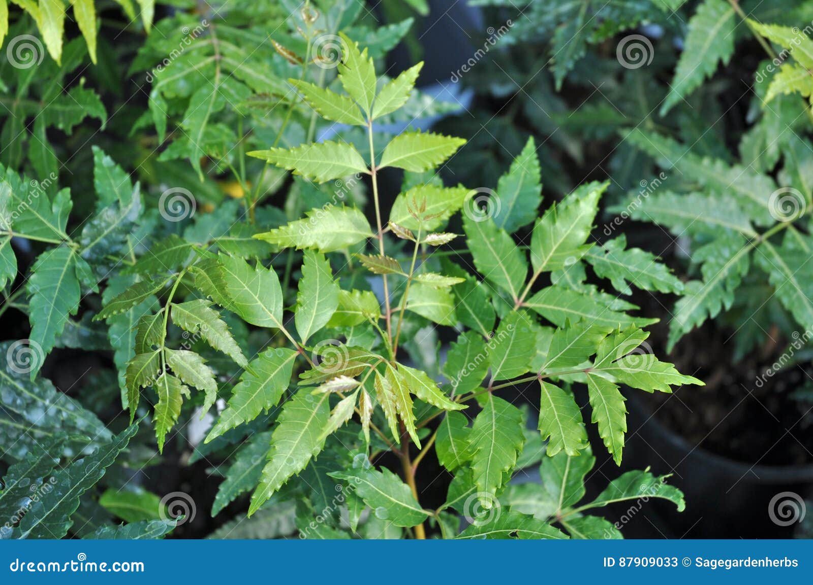 Neemboom - Indica Azadirachta Stock Afbeelding - Image of groei, sier ...