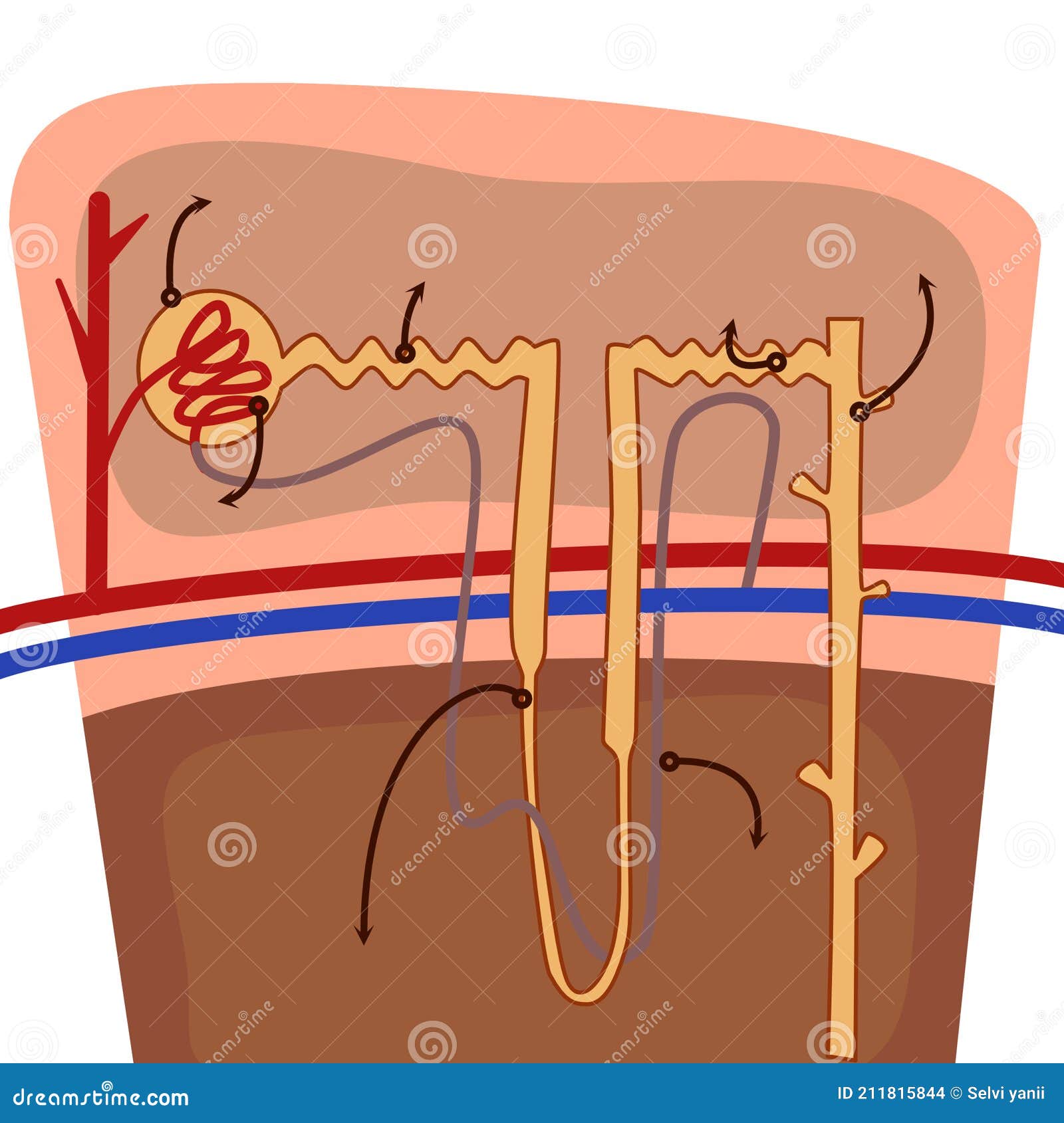 Nefrons Stock Illustrations – 2 Nefrons Stock Illustrations, Vectors ...