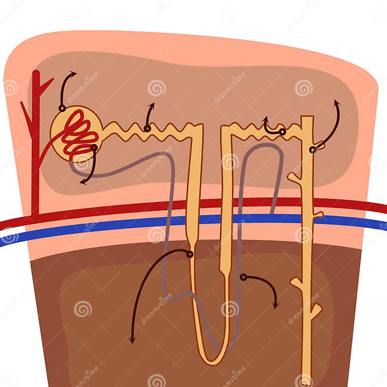 The Nefron stock illustration. Illustration of histology - 211815844