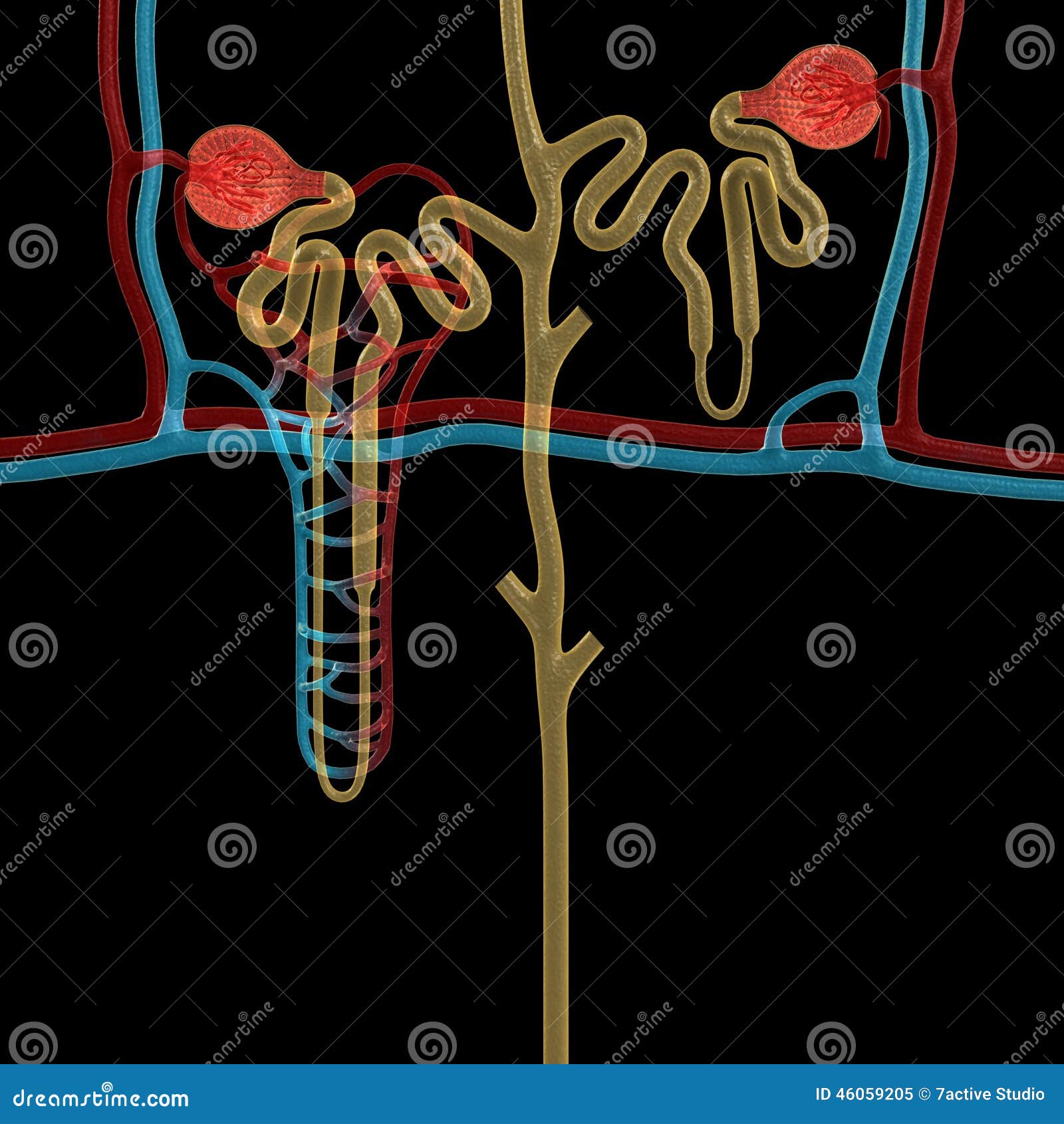 Nefrone illustrazione di stock. Illustrazione di diuretico - 46059205