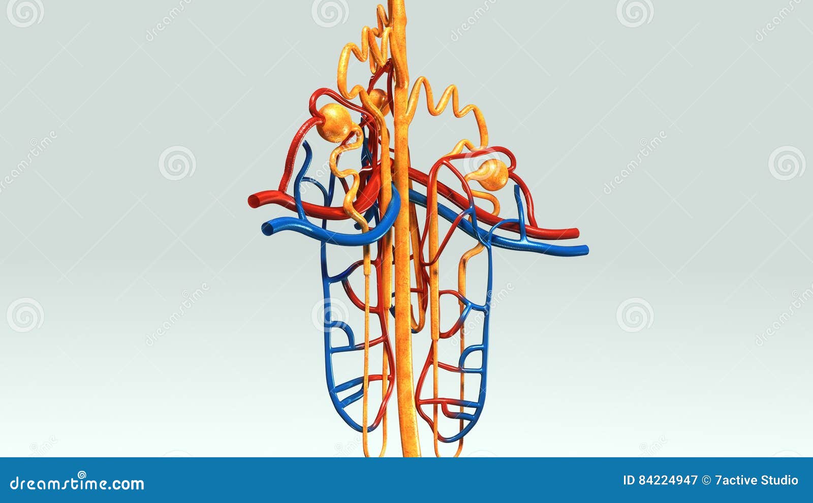 Nefrone illustrazione di stock. Illustrazione di salute - 84224947