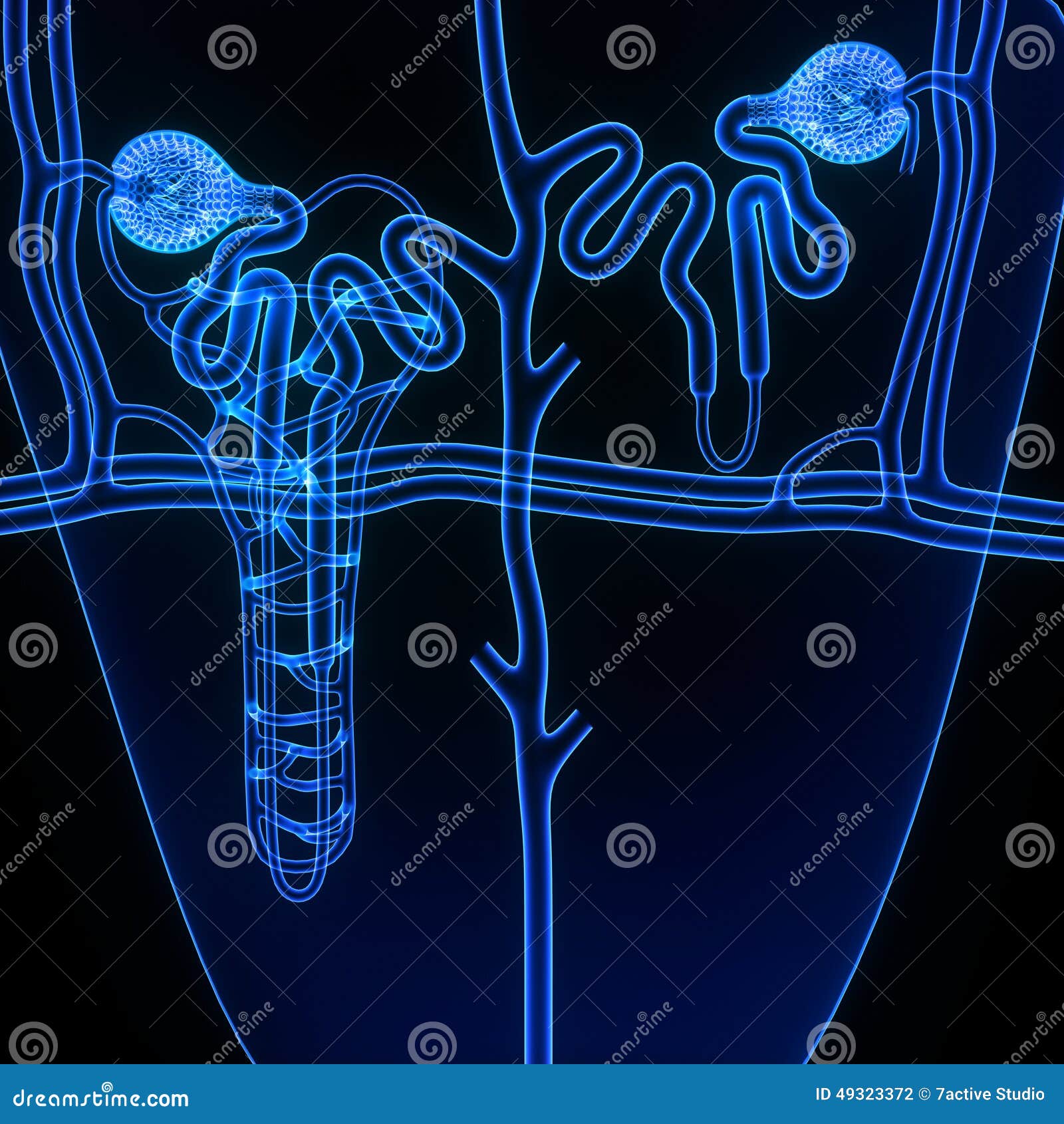 Nefroni illustrazione di stock. Illustrazione di umano - 49323372