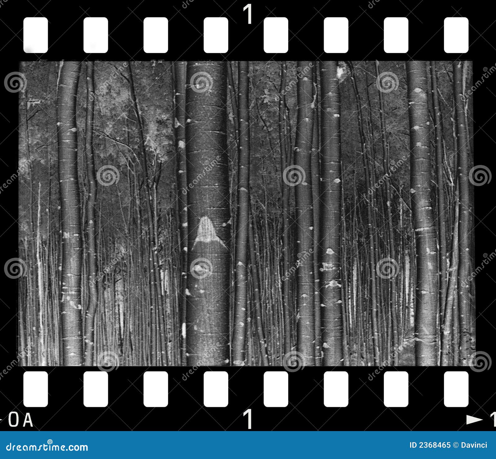 Negative stock image. Image of film, analog, still, photographer - 2368465