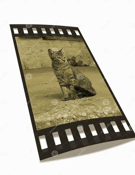 Negative Cat stock image. Image of effect, mammals, animal - 3948393