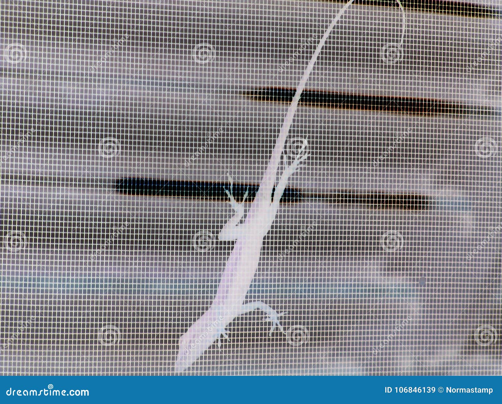 A Negative Image of an Anole Lizard on a Window Screen Stock Image ...