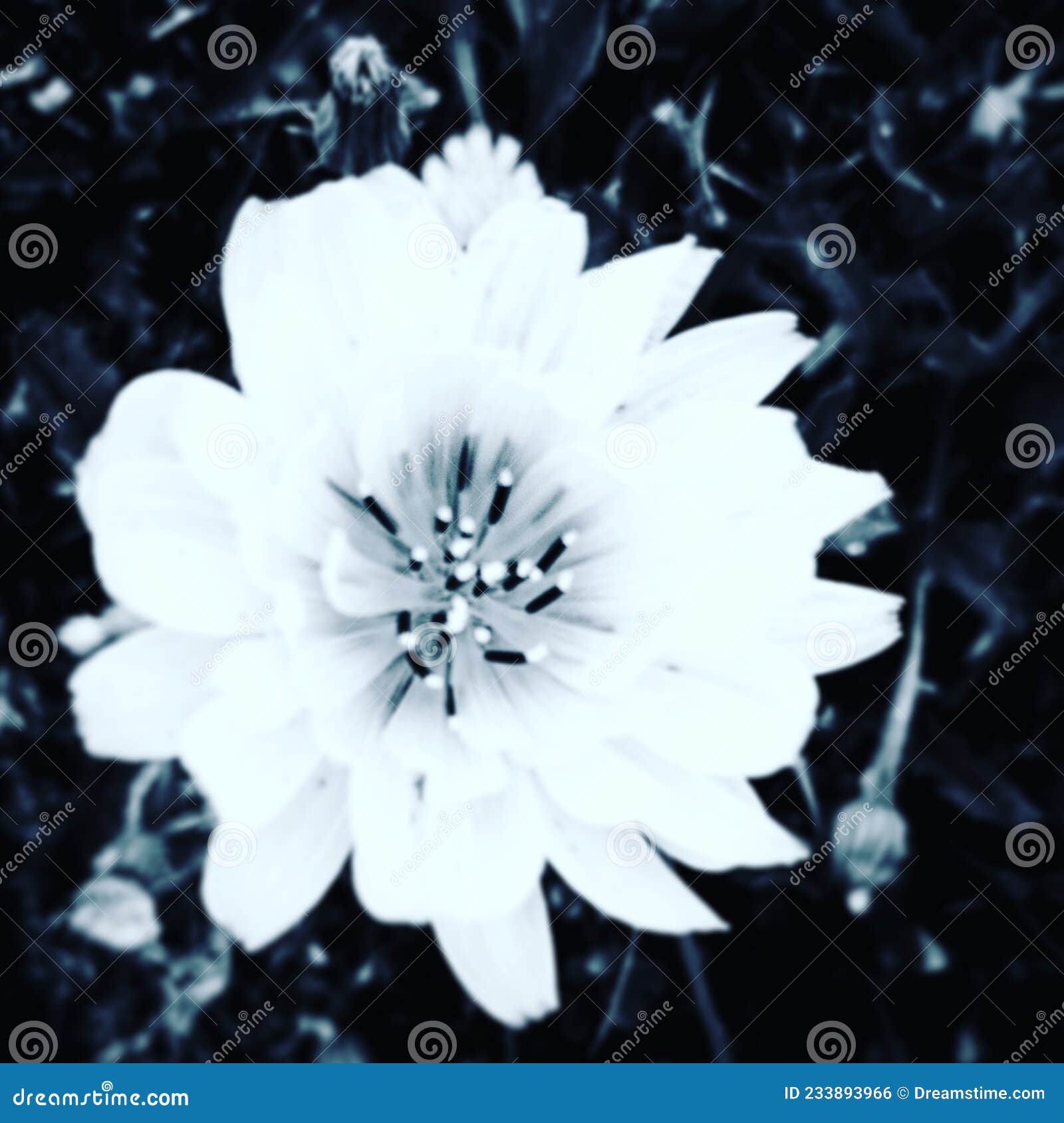 Negative Light Flowet Stock Photos - Free & Royalty-Free Stock Photos ...