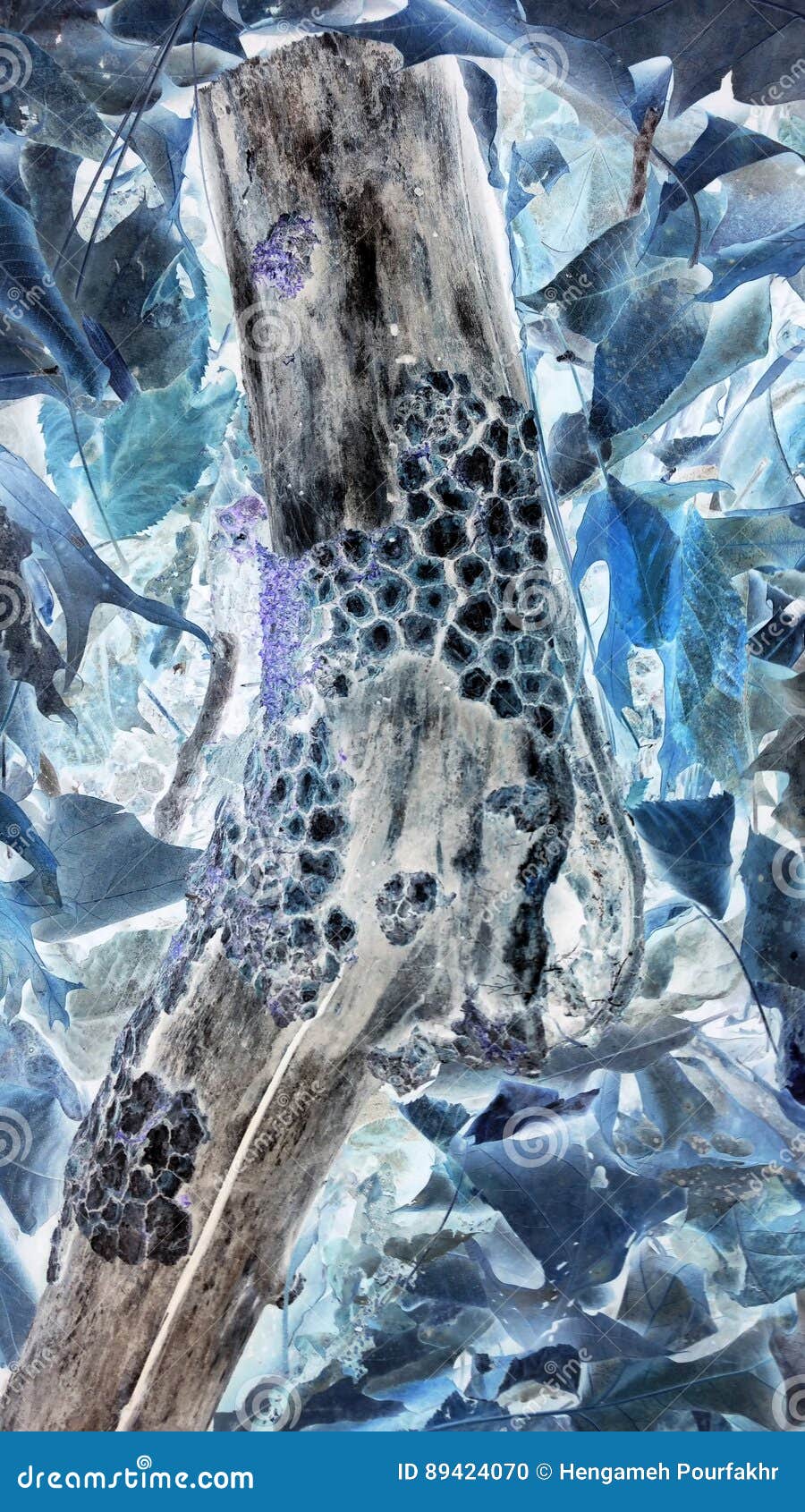 Negative nature stock photo. Image of fungus, branches - 89424070