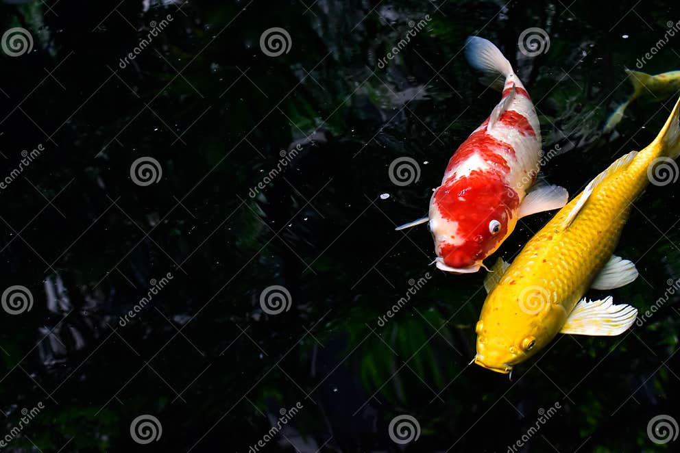 Negative Space, Koi Fish is on Dark Background. Stock Image - Image of ...