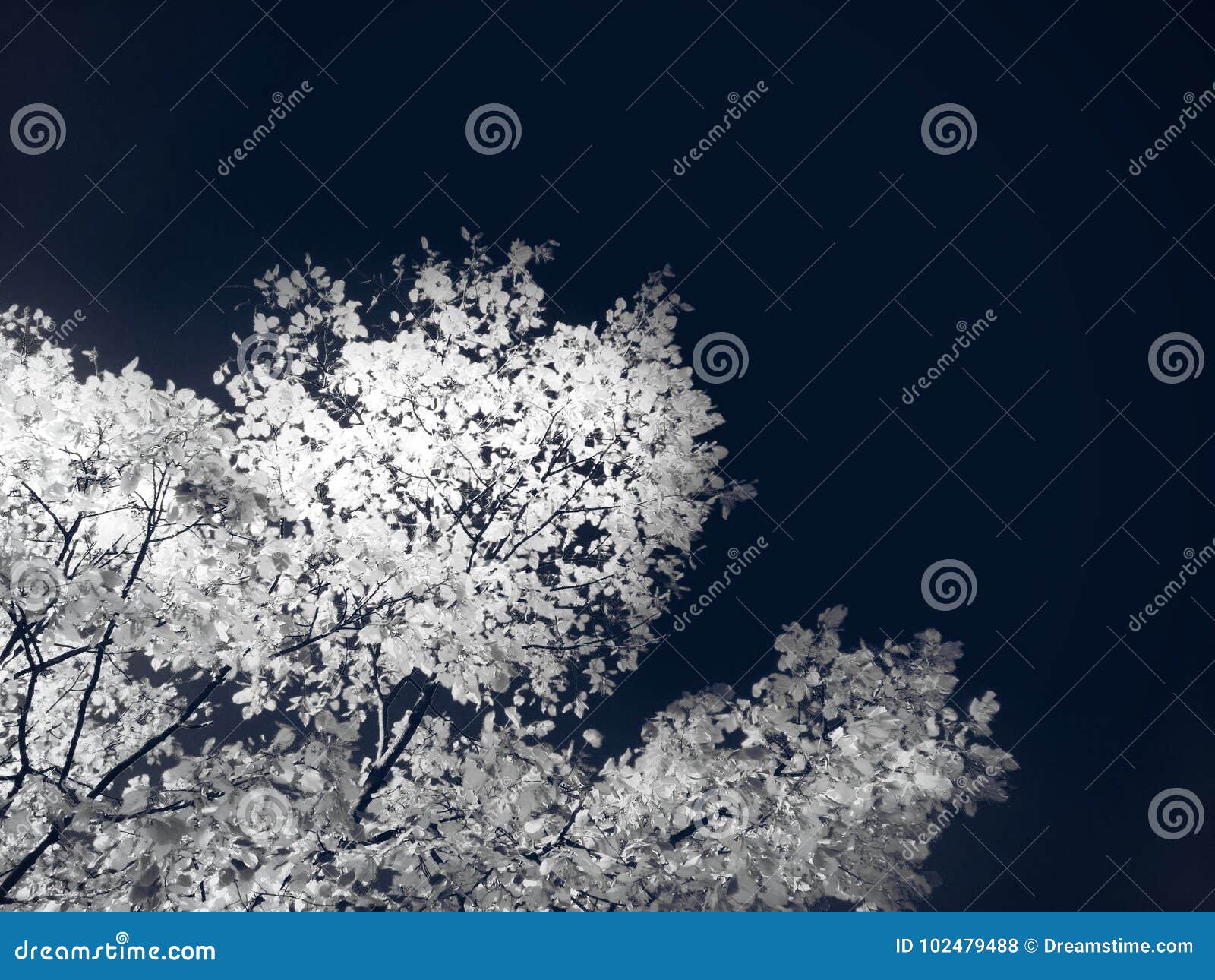 Negative of a tree image stock photo. Image of forest - 102479488