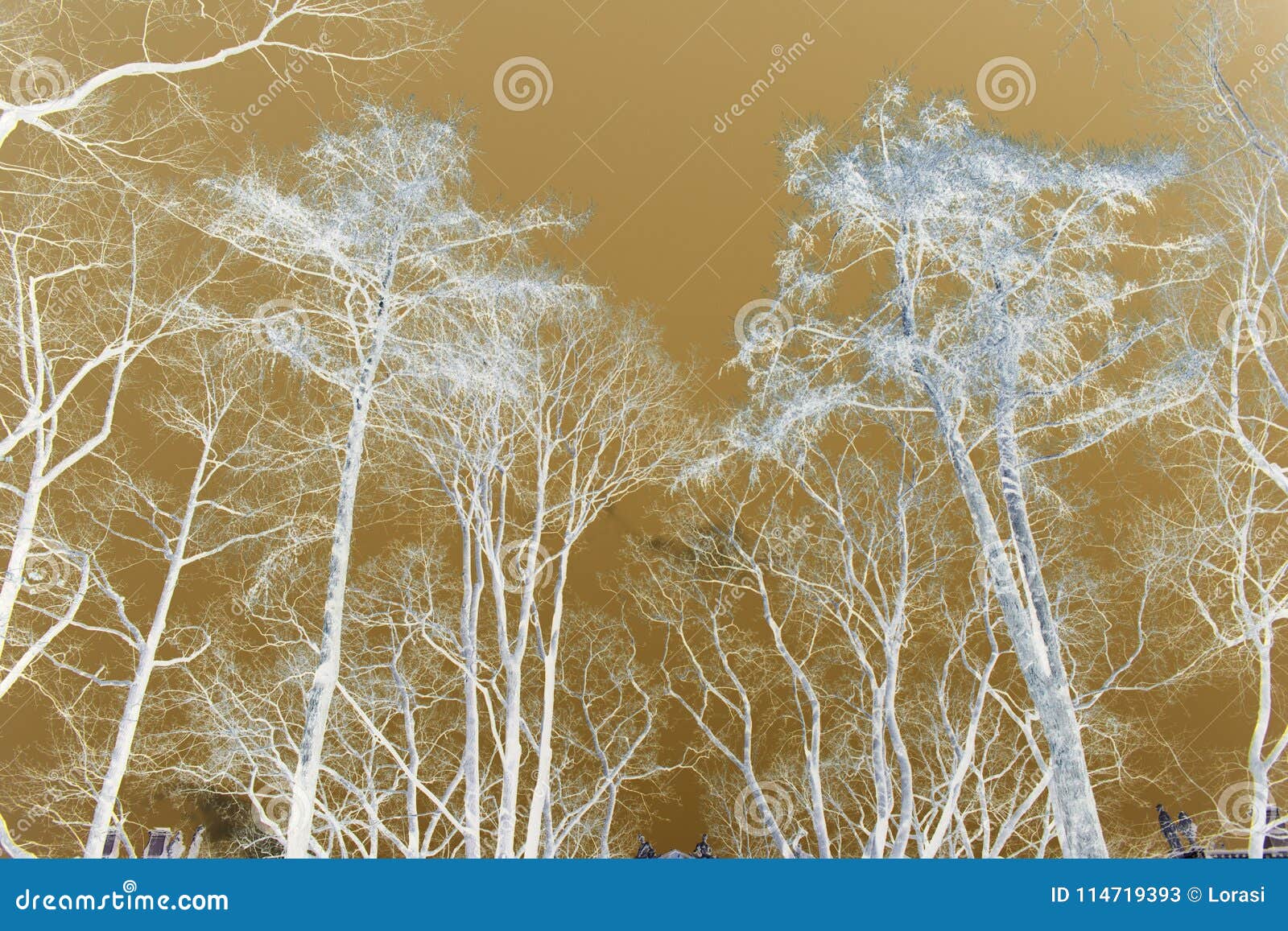 Negative tree stock image. Image of park, forest, branch - 114719393
