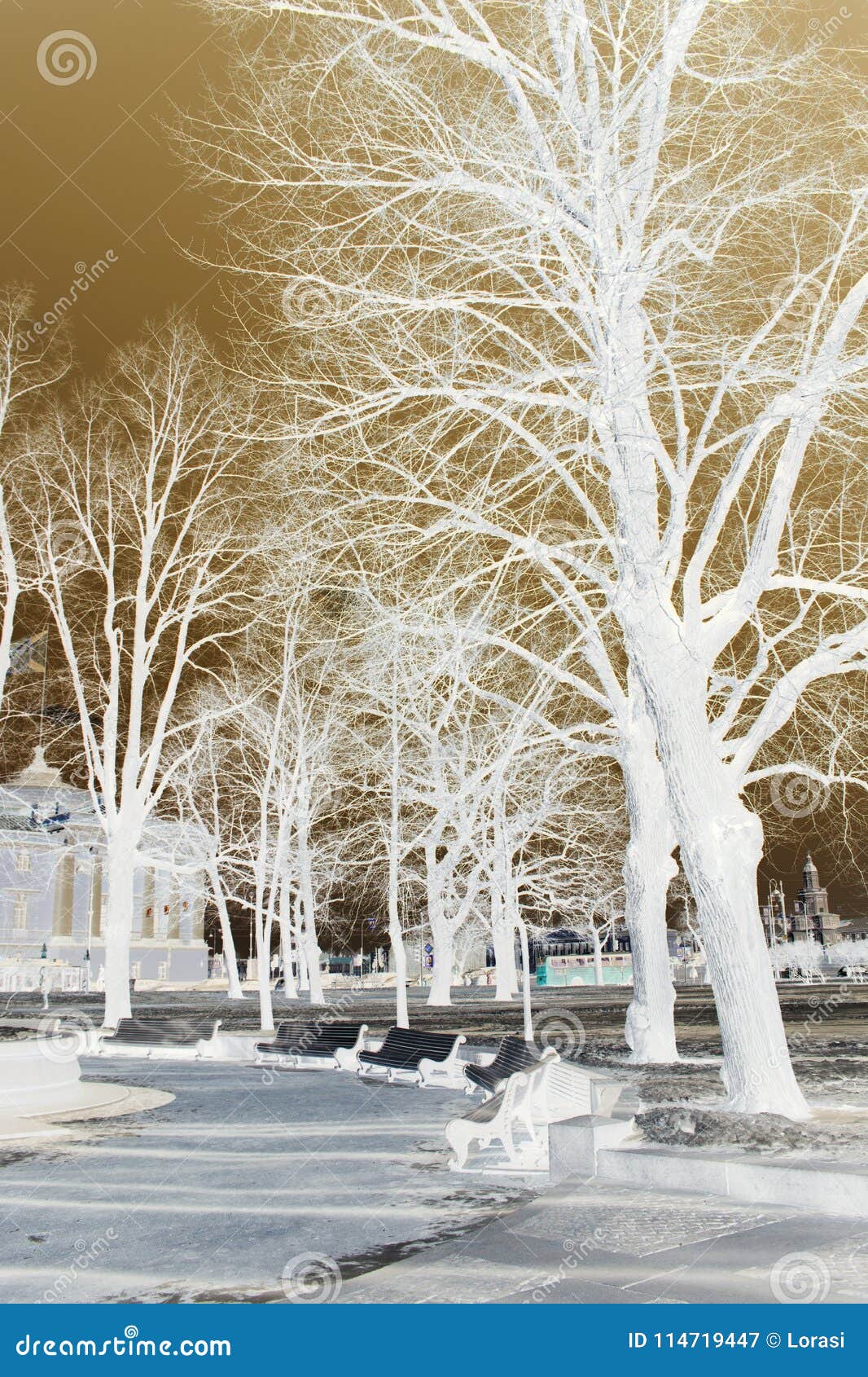 Negative tree stock image. Image of bare, texture, outdoors - 114719447