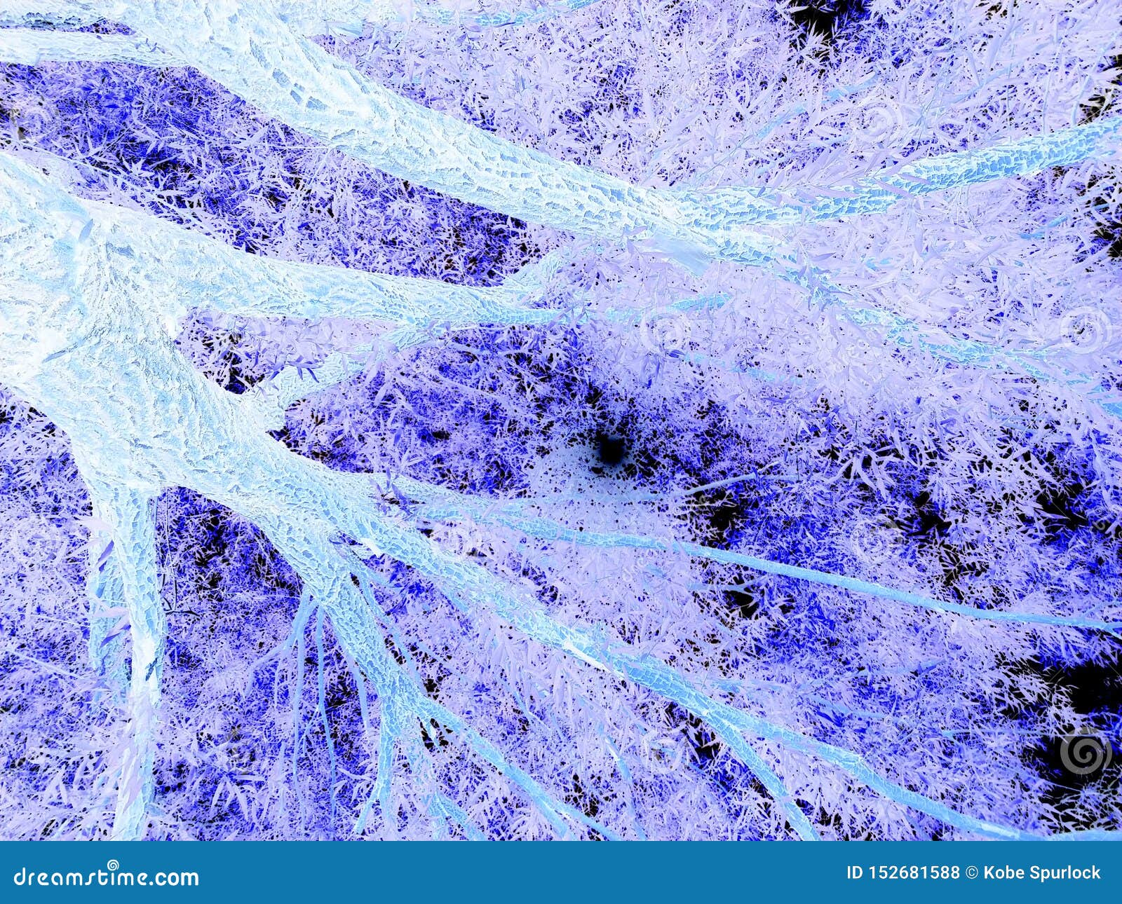 Negative tree stock photo. Image of xray, negative, forest - 152681588