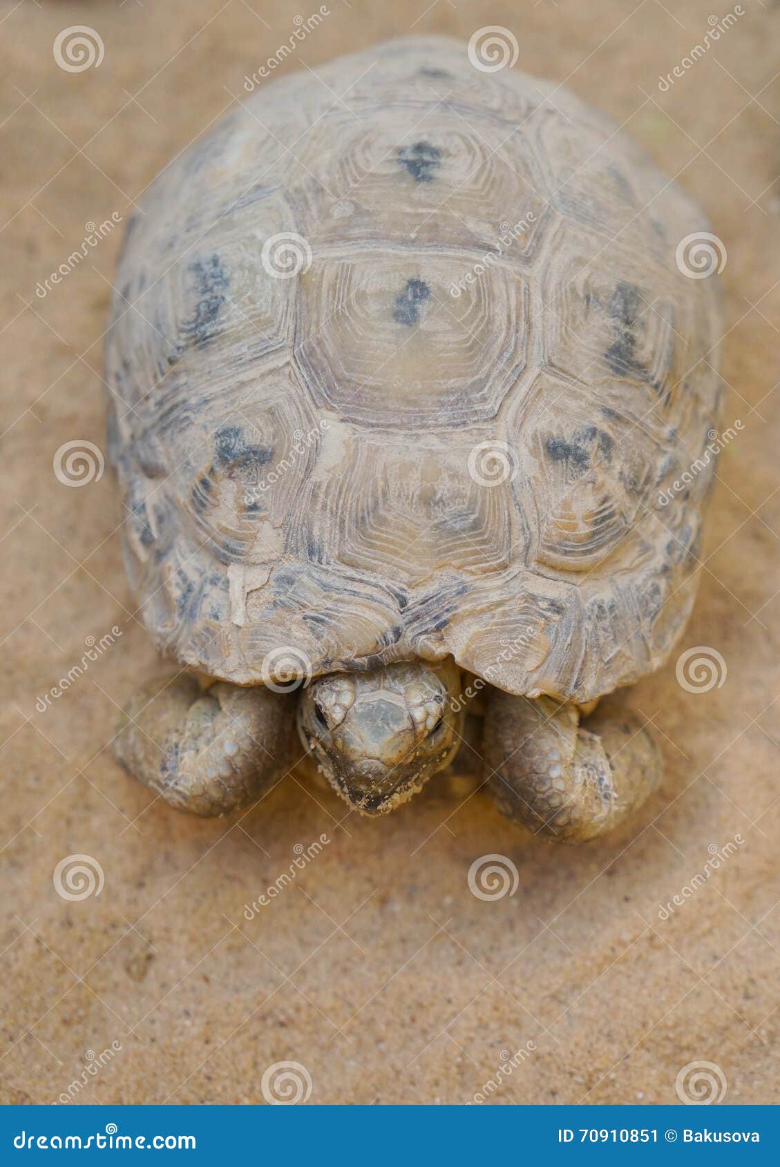 Negev desert tortoise stock image. Image of middle, israel - 70910851