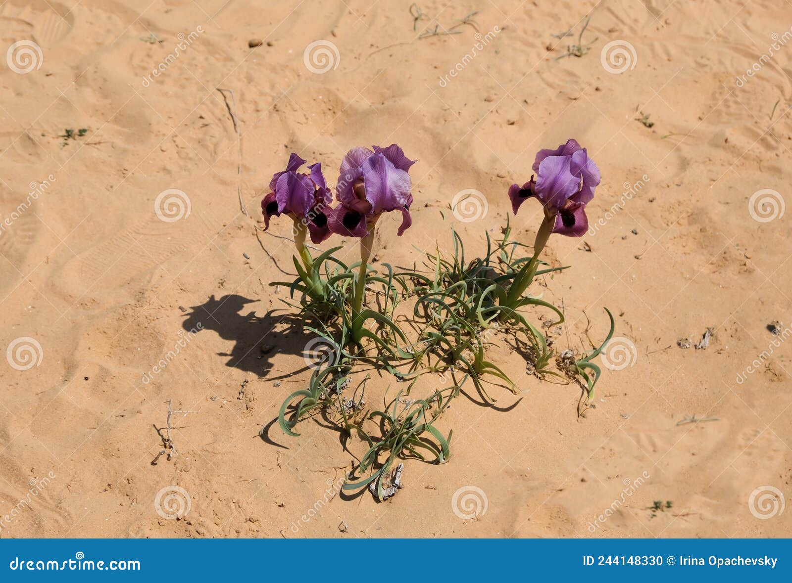 Negev iris or Iris Mariae stock photo. Image of purple - 244148330