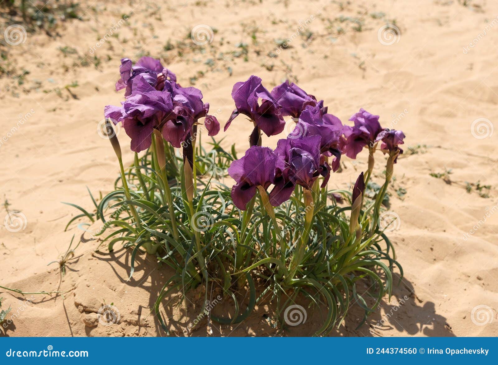 Negev iris or Iris Mariae stock photo. Image of iris - 244374560