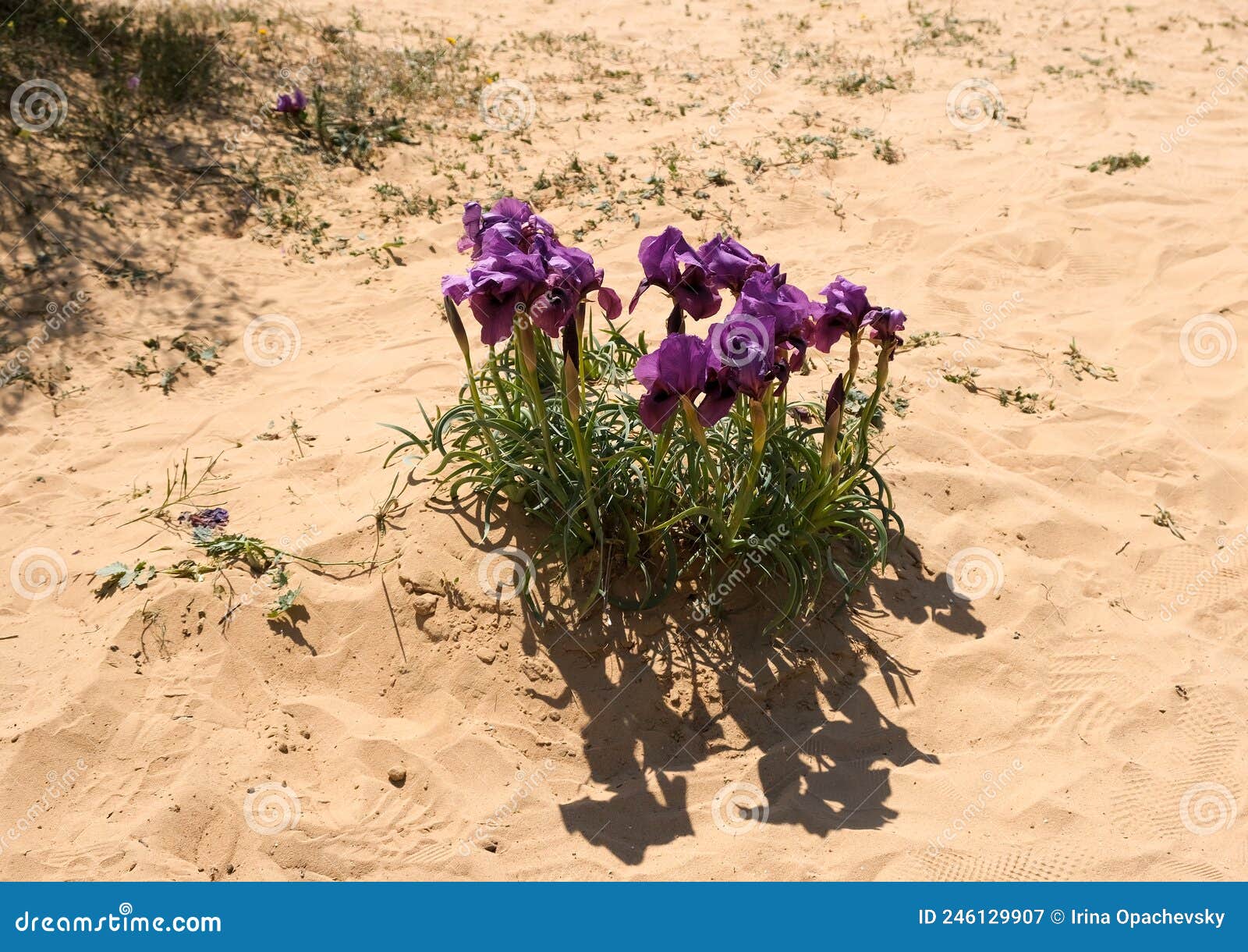 Negev iris or Iris Mariae stock image. Image of nature - 246129907