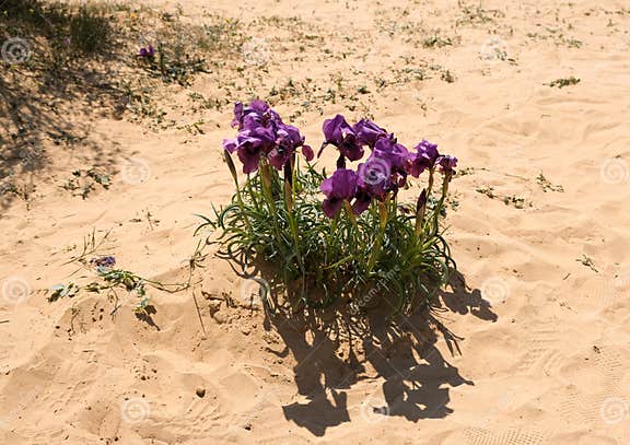 Negev iris or Iris Mariae stock image. Image of nature - 246129907