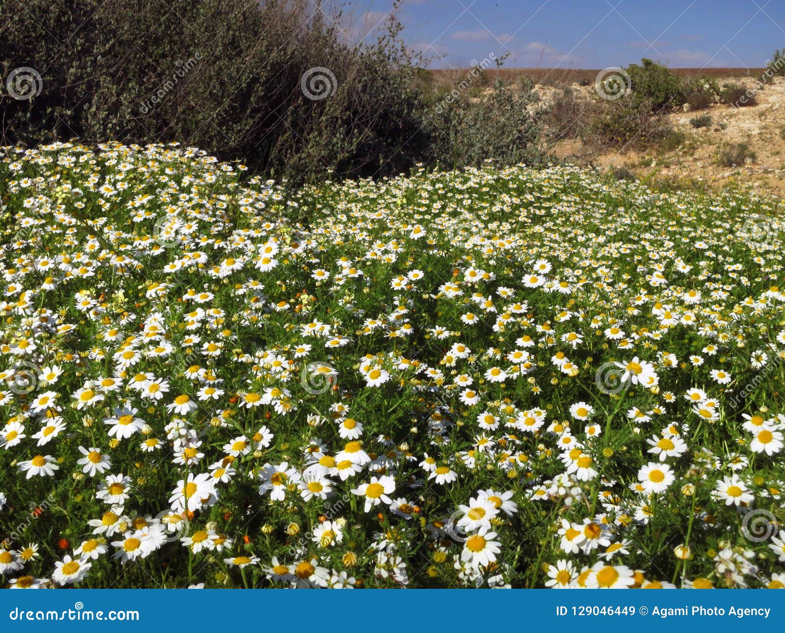 Negev Woestijn in Bloei; Negev Desert in Bloom; Israel Stock Image ...
