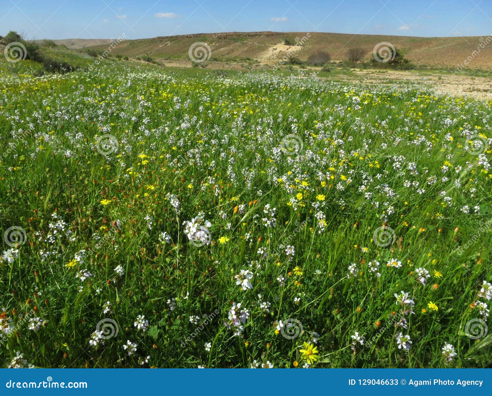 Negev Woestijn in Bloei; Negev Desert in Bloom; Israel Stock Image ...