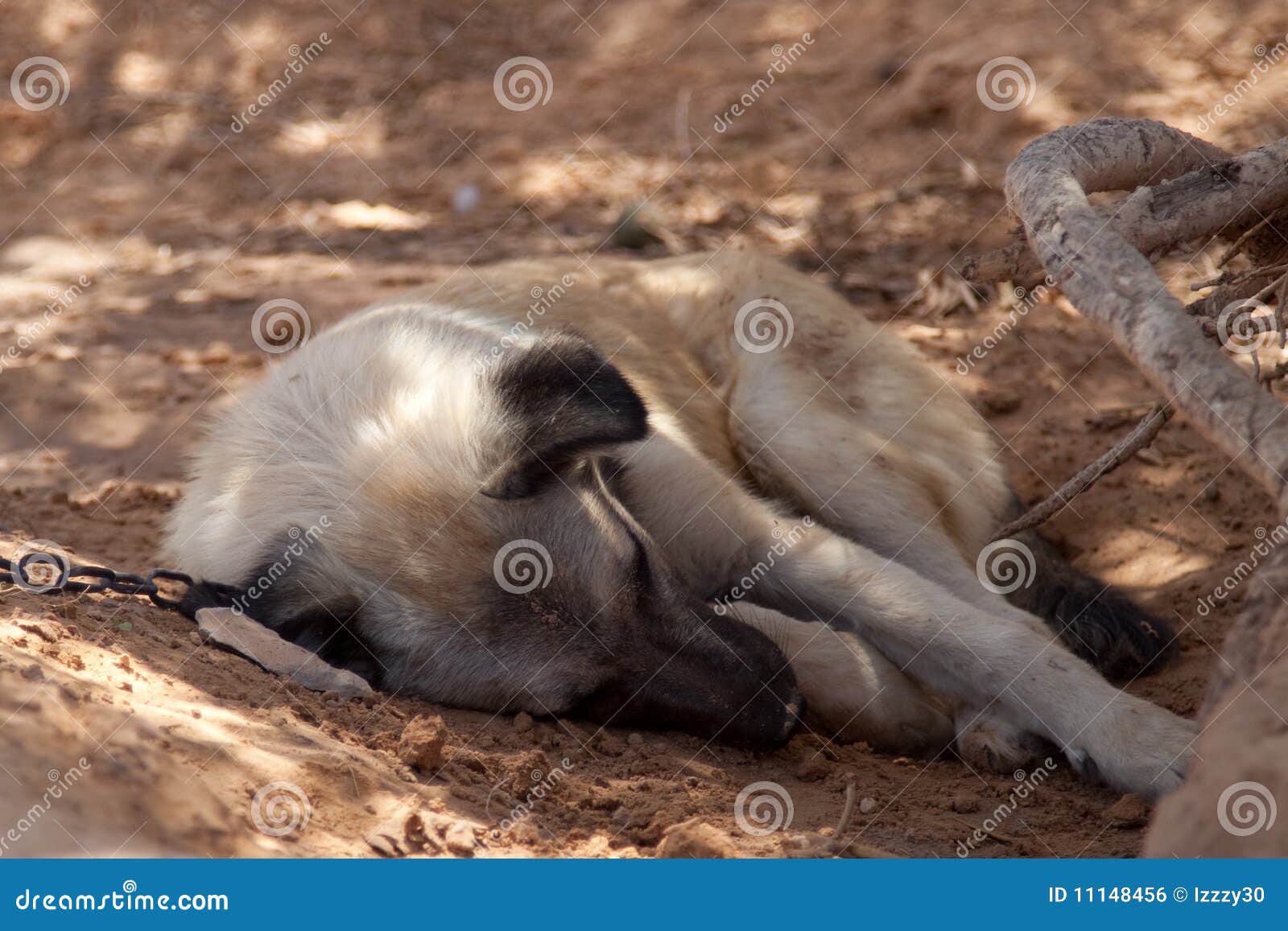 Neglected Door Sleeping in the Sand Stock Photo - Image of neglected ...