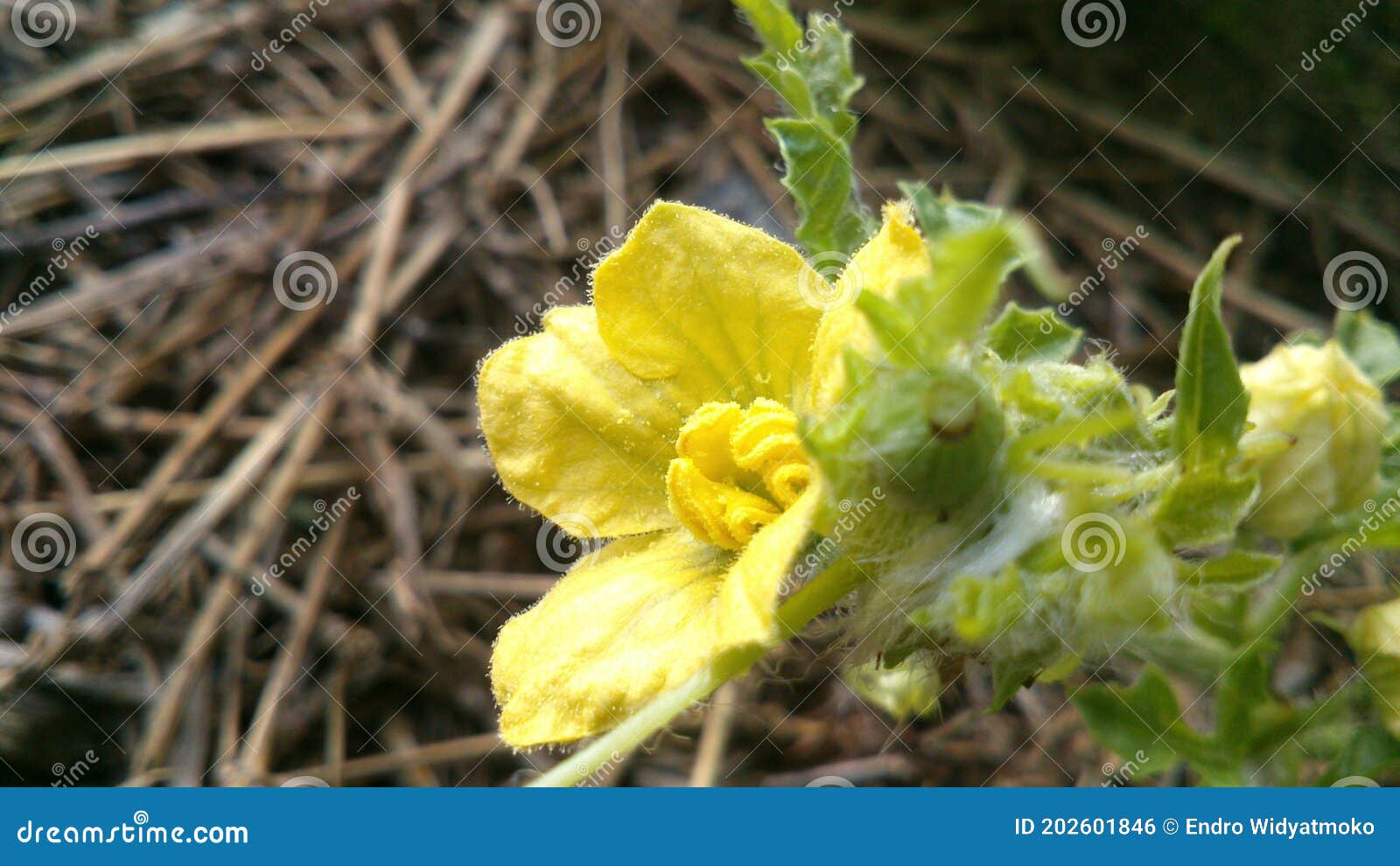 Neglected flowers stock photo. Image of flower, neglected - 202601846