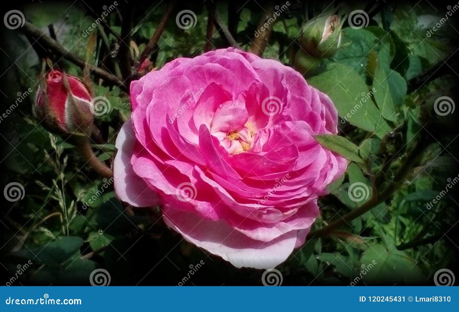 Neglected garden. Rose. stock image. Image of colorful - 120245431