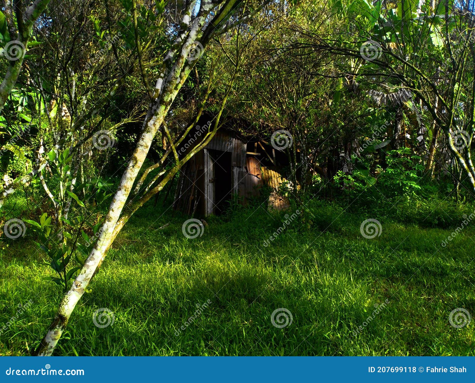Neglected Rickety Shack in the Grove Stock Photo - Image of garden ...